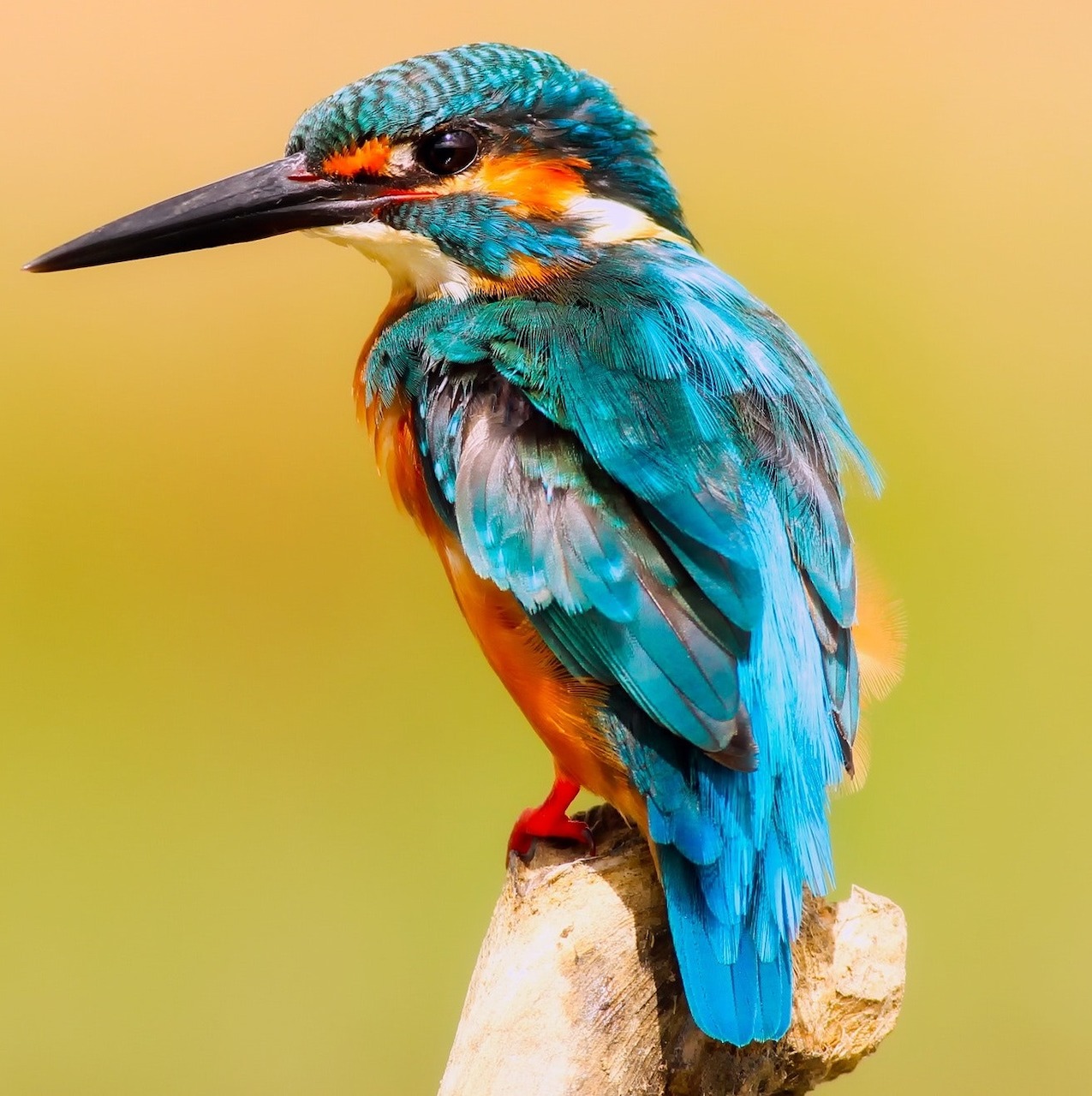 wiindigoo - Birds